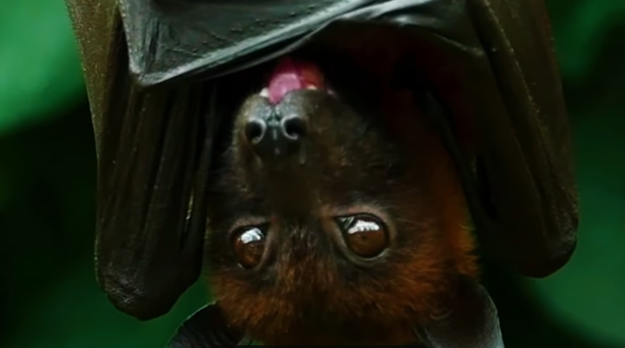 EL - Megabat: Η μεγαλύτερη νυχτερίδα του κόσμου είναι μεγαλύτερη από ...