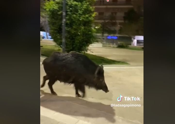 EL - Κι όμως! Αγριογούρουνο εθεάθη να...κόβει βόλτες σε πάρκο της ...