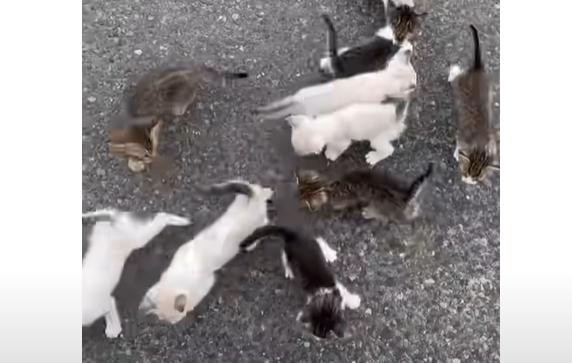 EL - 13 άστεγα γατάκια στήνουν... ενέδρα σε άντρα!!! Δεν θα αντέξετε