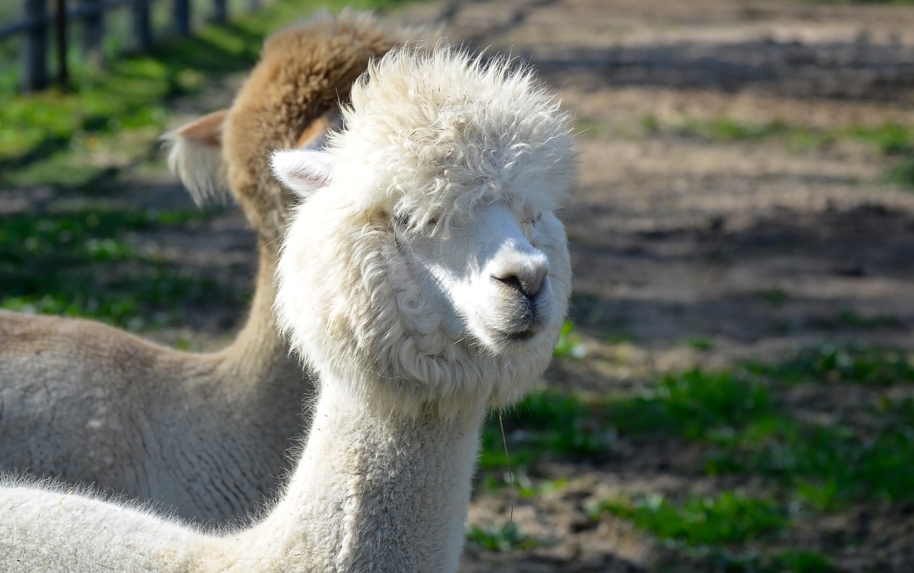 EL - Video με Αλπάκα να "επισκέπτεται" εστιατόριο - Είναι τόσο όμορφο ...