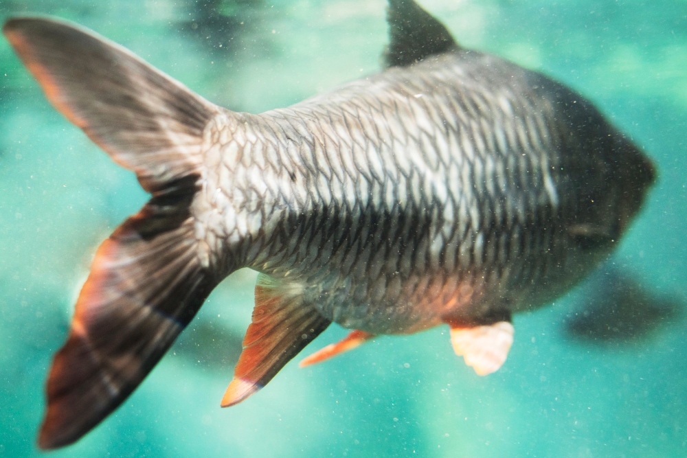 EL - Το ψάρι που τρώει τους χειρότερους εφιάλτες των ανθρώπων! Φοβερό ...