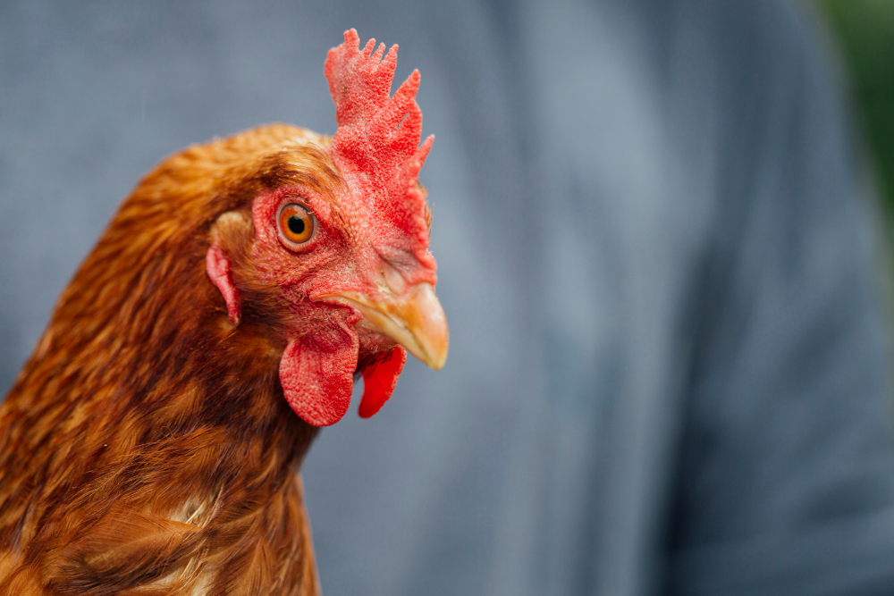 EL - Φλόριντα-Τυφώνας: Άδειασε από ανθρώπους και γέμισε από... κόκορες! vid