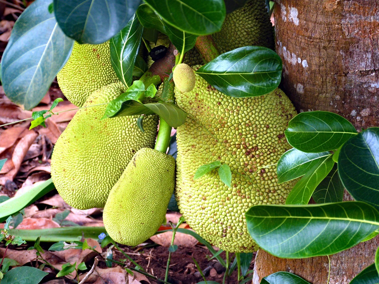 EL - Το τροπικό Jackfruit είναι το μεγαλύτερο φρούτο στον κόσμο! vid