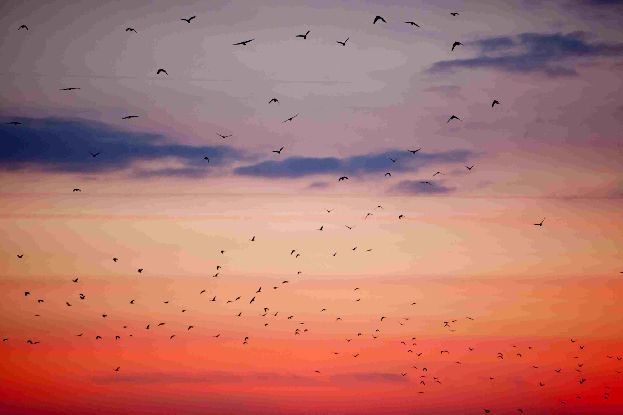 EL - Μια εντυπωσιακή «χορογραφία» από πουλιά στον ουρανό της Ουαλίας ...