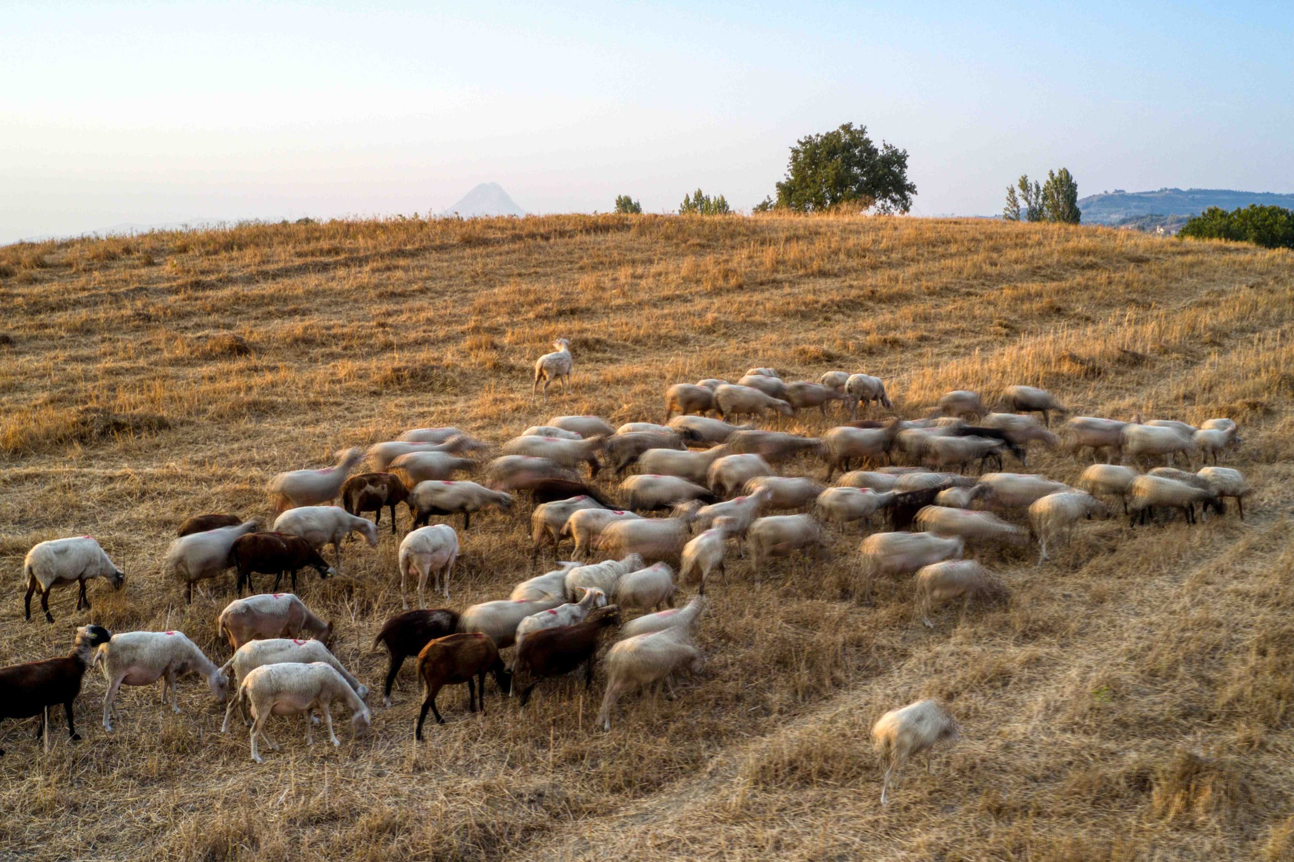 EL - Τα πρόβατα το έσκασαν! Προκάλεσαν κομφούζιο στην Καλιφόρνια